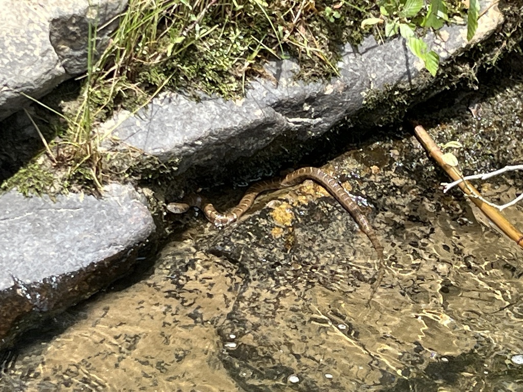 Common Watersnake from Mitchell County, US-NC, US on June 1, 2024 at 01 ...