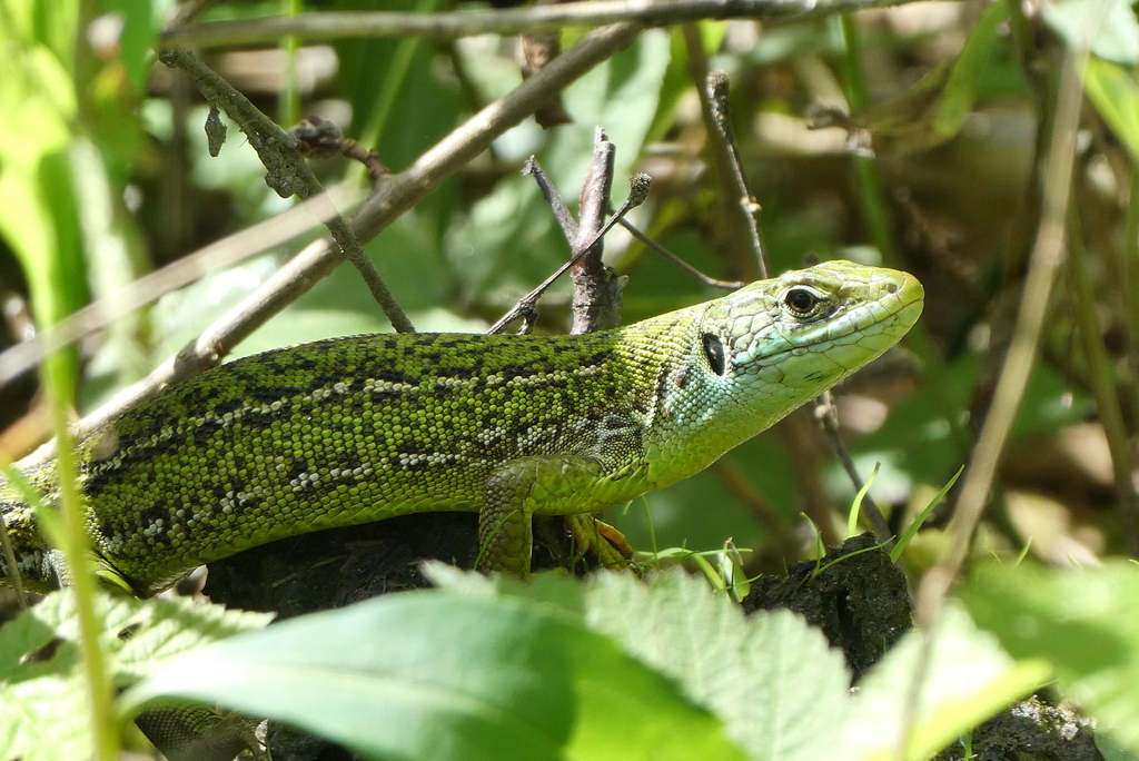 Western Green Lizard in June 2024 by Daniel Kronauer · iNaturalist