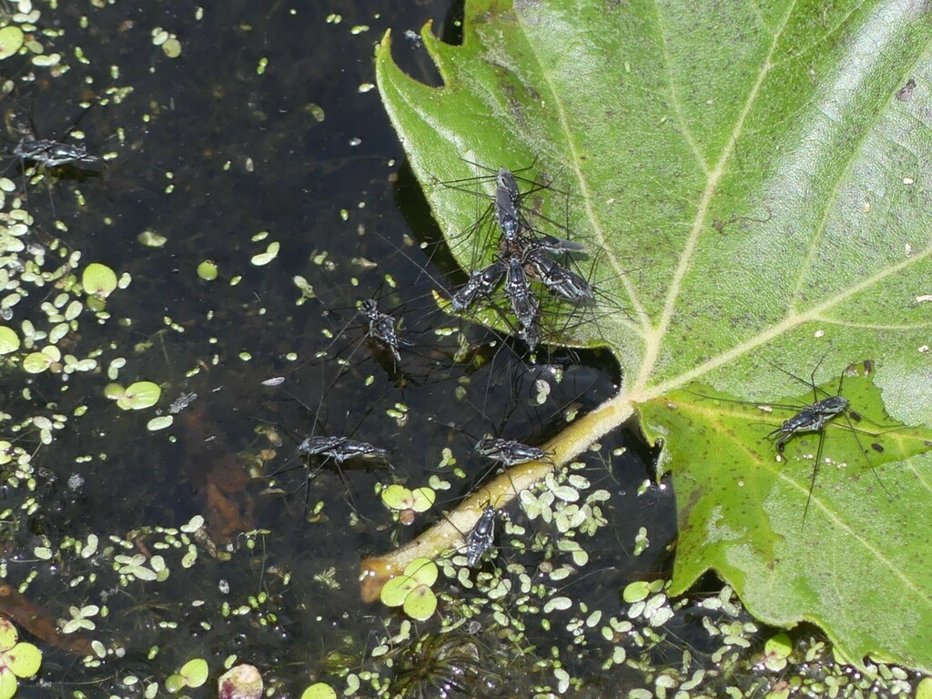 Neogerris hesione from Erwin, TN 37650, USA on June 1, 2024 at 01:58 PM ...