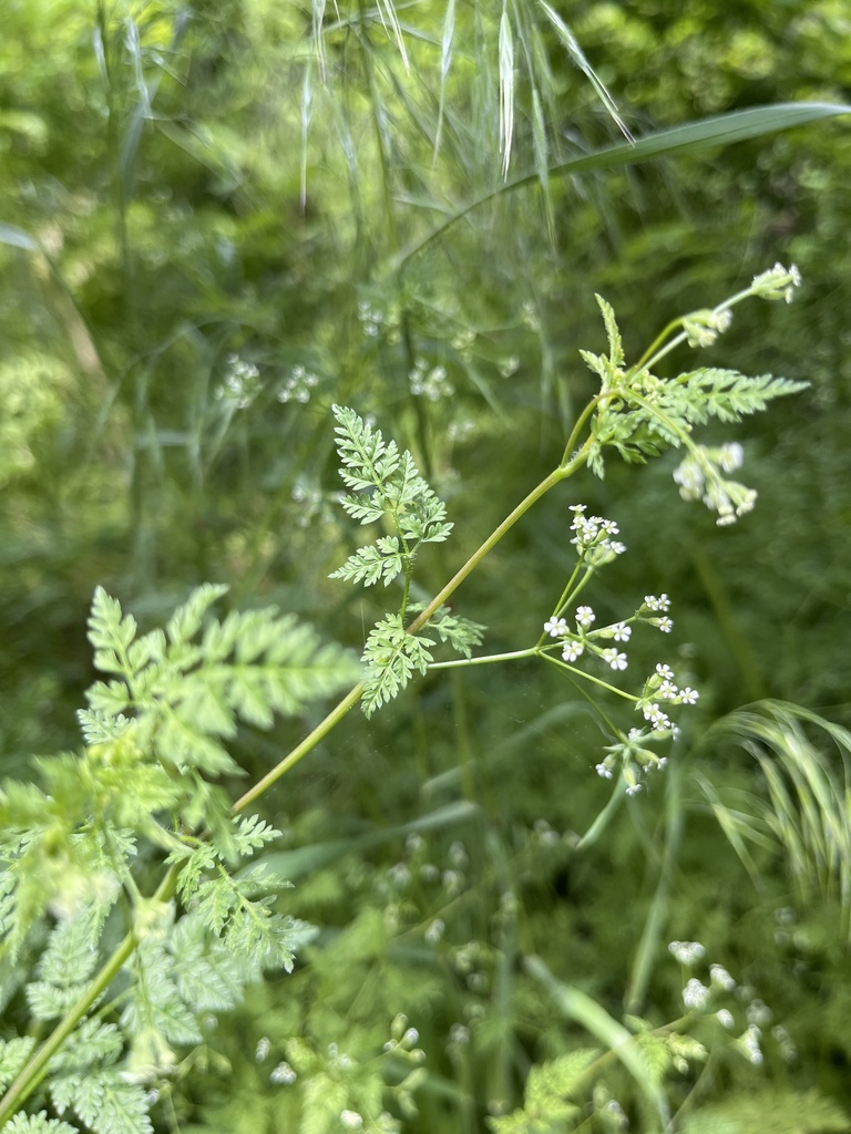 Bur Parsley from Idlers Rest Rd, Moscow, ID, US on June 01, 2024 at 01: ...