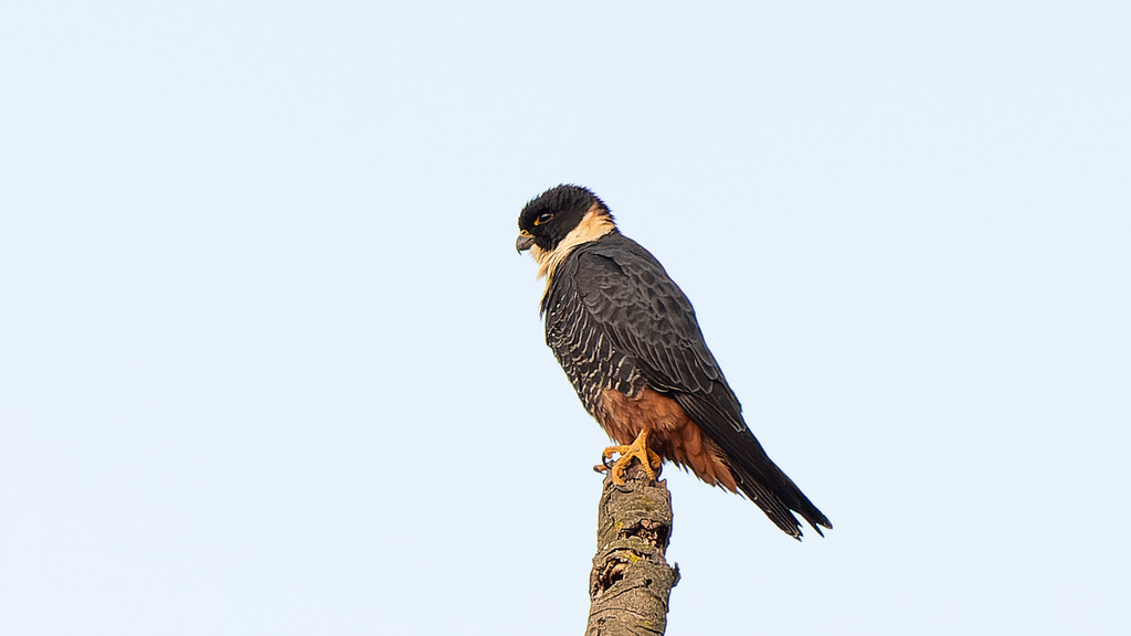 Bat Falcon from Tijuca, Teresópolis - RJ, Brazil on June 1, 2024 at 03: ...