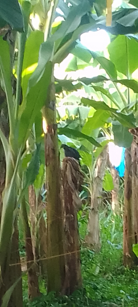 Black Vulture from 36, Limón, Talamanca, Sand Box, Costa Rica on June 1 ...