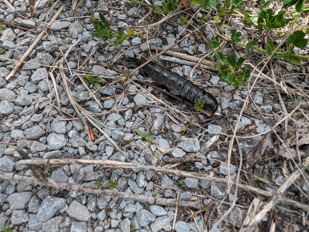 Beetles from Port Perry, ON L9L 1V2, Canada on June 1, 2024 at 05:43 PM ...