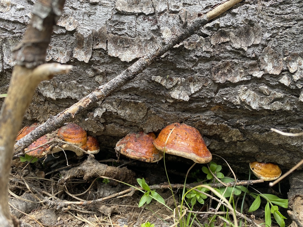 Red-banded Conks from Payette National Forest, McCall, ID, US on June 1 ...