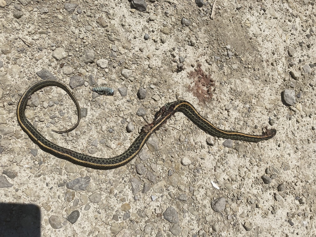 Plains Garter Snake from Stafford, KS, US on June 1, 2024 at 01:35 PM ...