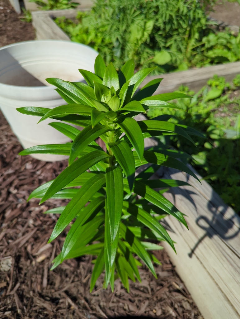 true lilies from Saint Anthony Main, Minneapolis, MN, USA on June 1 ...