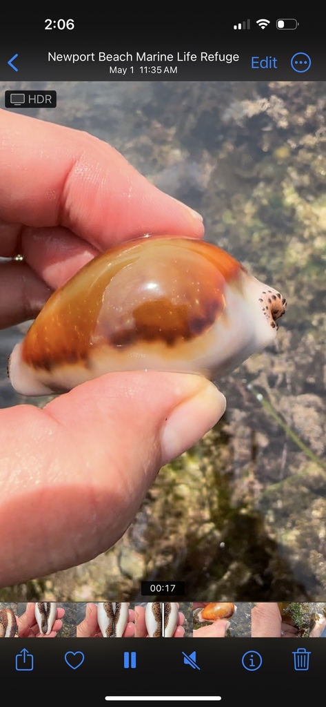 Chestnut Cowry from Newport Bay, Newport Beach, CA, US on June 1, 2024 ...