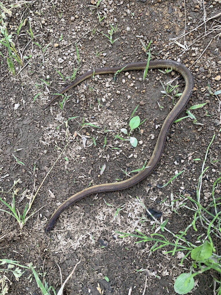 Peters' Odd-scaled Snake from Kurisuno, Tambasasayama, Hyogo, JP on ...