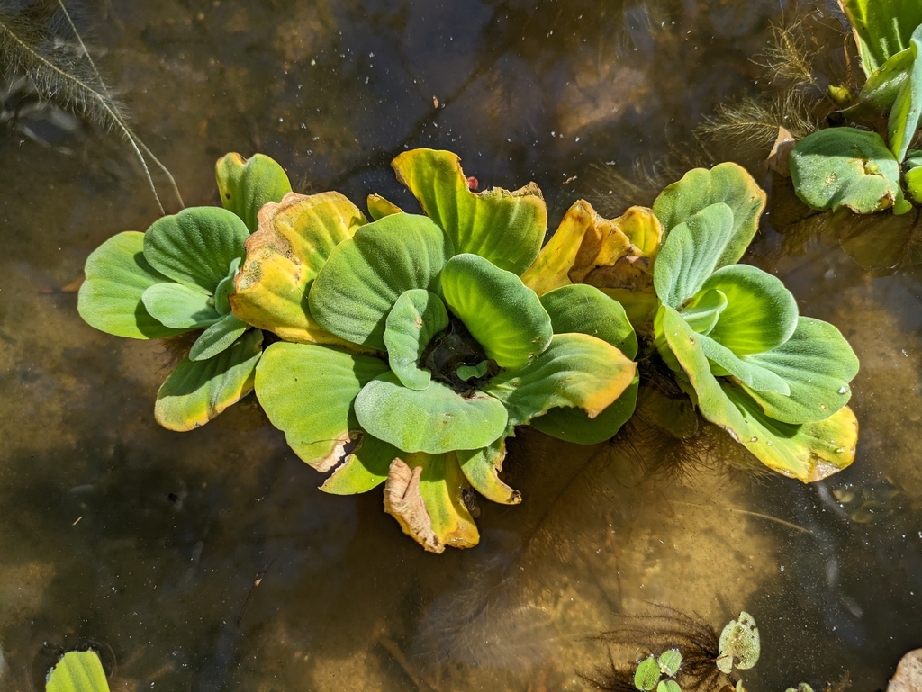 water lettuce from Riverway Dr at Loam Island, Rasmussen QLD 4815 ...