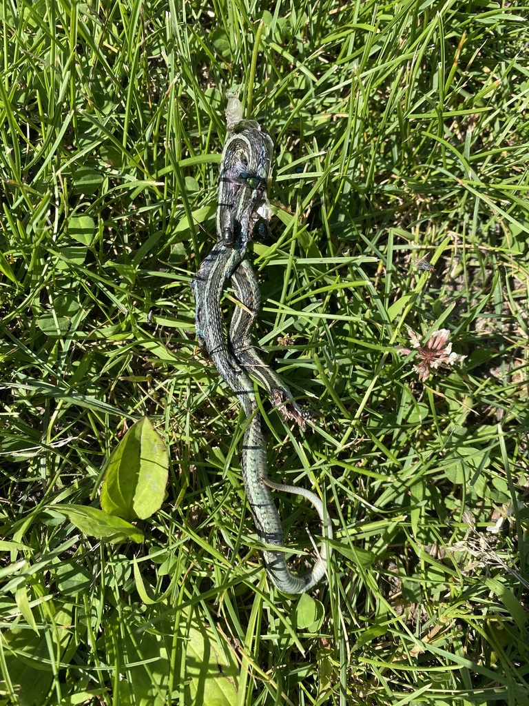 Common Garter Snake from Minburn, IA, US on June 1, 2024 at 04:22 PM by ...