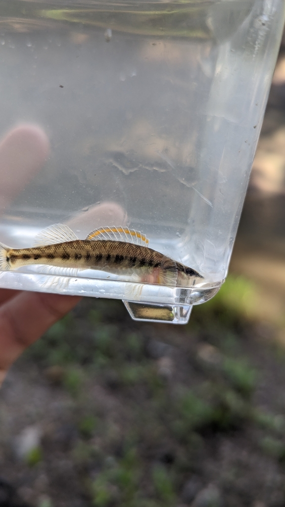 Slenderhead Darter from Everett Township, MO, USA on June 1, 2024 at 05 ...