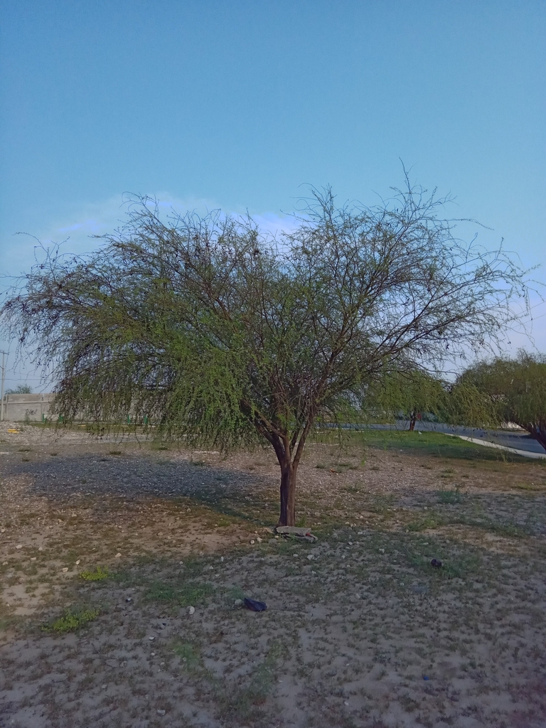 Sweet acacia from Ejidal Emiliano Zapata, 65563 Ciénega de Flores, N.L ...