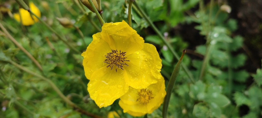 Himalayan Horned Poppy from 8FC3+7CH, Patarasi 21200, Nepal on August 3 ...