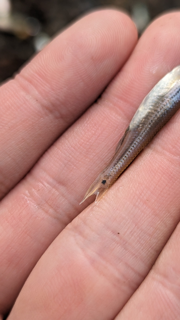 Bullhead Minnow from Everett Township, MO, USA on June 1, 2024 at 04:38 ...