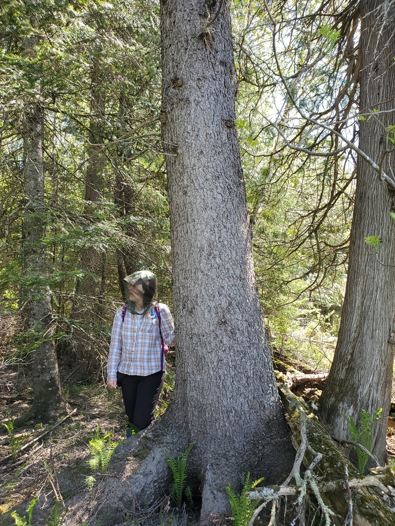 white spruce from Northwest St Louis, MN, USA on June 1, 2024 at 02:55 ...