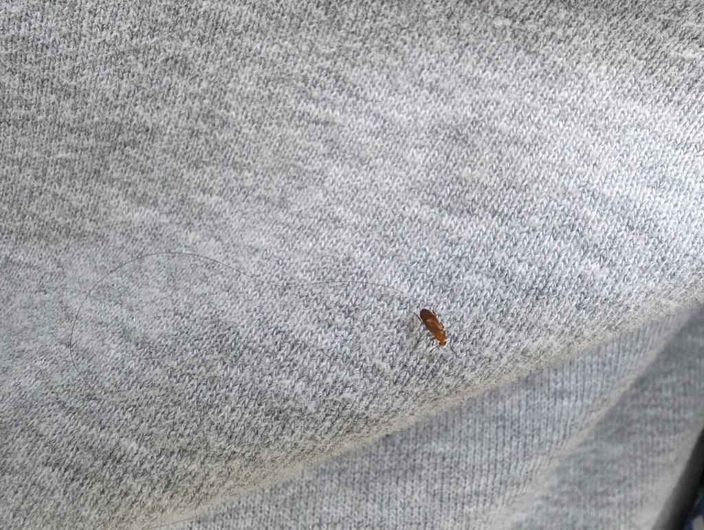 Beetles from Vancouver, BC V5S 2H8, Canada on June 1, 2024 at 08:32 PM ...