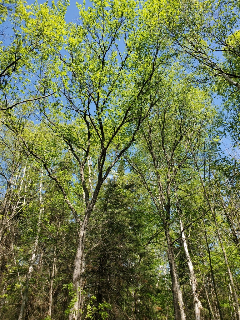 American elm from Northwest St Louis, MN, USA on June 1, 2024 at 02:50 ...