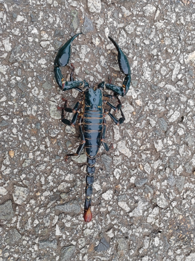 Giant Blue Scorpion from Chiku, Kelantan, Malaysia on June 2, 2024 at ...