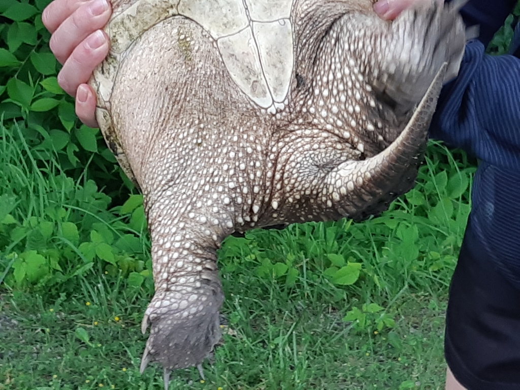 Common Snapping Turtle from Niagara Falls, ON L2E 6S6, Canada on June 1 ...