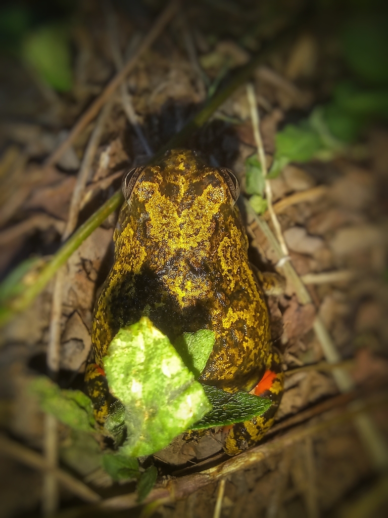 Colombian Four-eyed Frog from Maicao, La Guajira, Colombia on May 30 ...