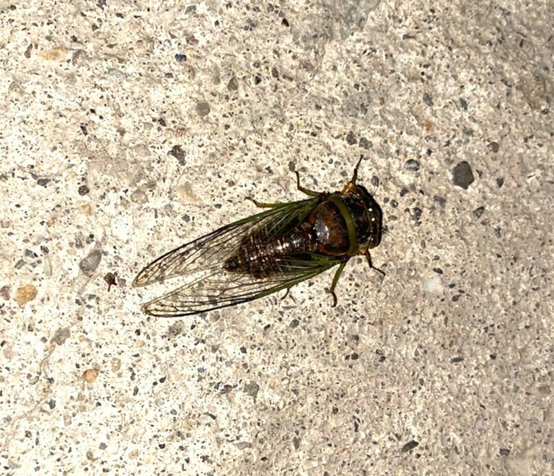 Scrub Cicadas from Tropical Dry Forest protected by de E. Figueroa ...