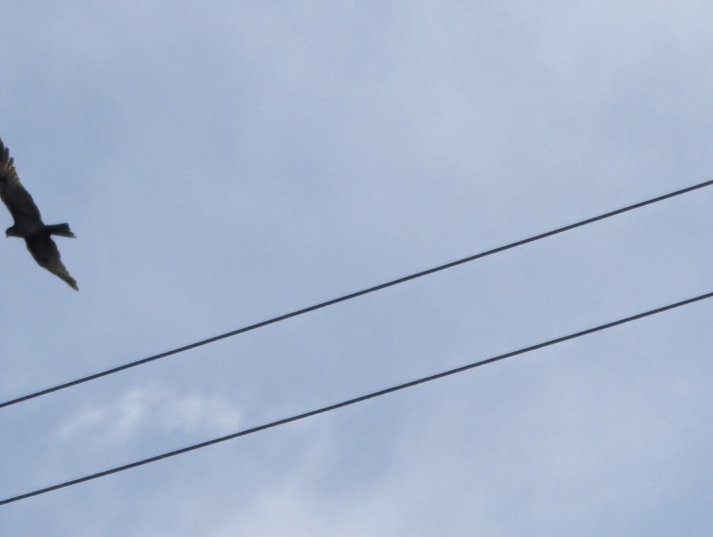 Square-tailed Kite in June 2024 by Ben Maslen · iNaturalist