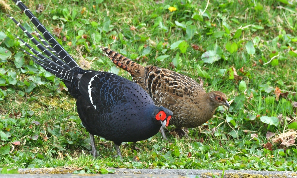 Mikado Pheasant in April 2024 by Tzu-En (子恩) Tseng (曾) · iNaturalist