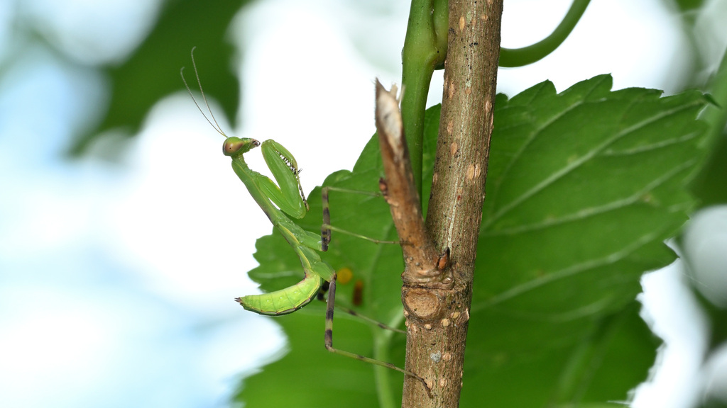 Giant Asian Mantis from 300台灣新竹市東區 on June 1, 2024 at 09:25 AM by Smew ...