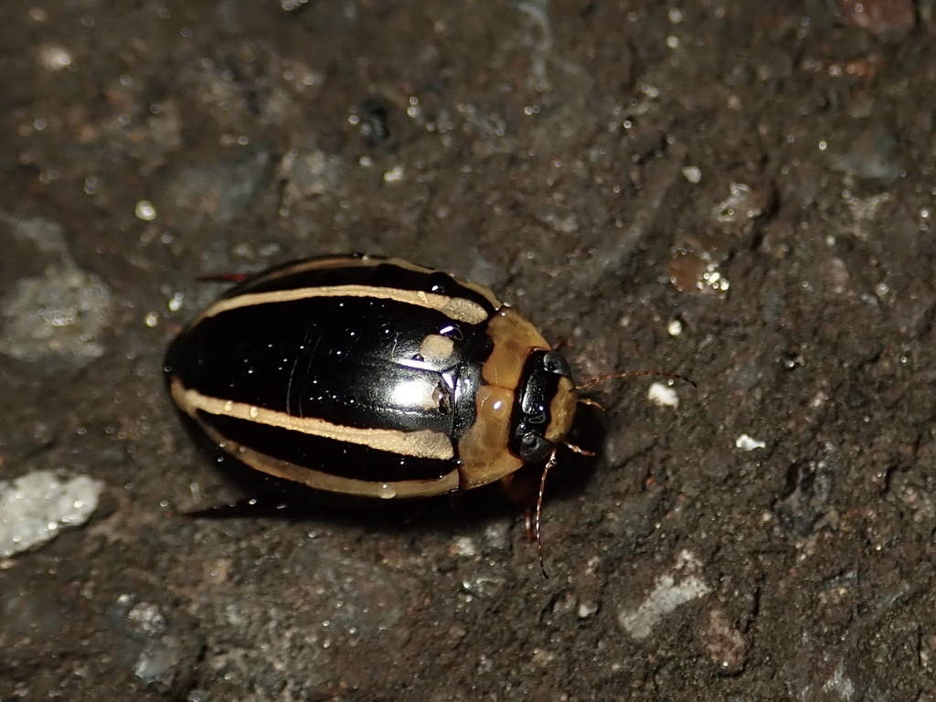 Hydaticus bowringii in March 2023 by 栗鼠 · iNaturalist