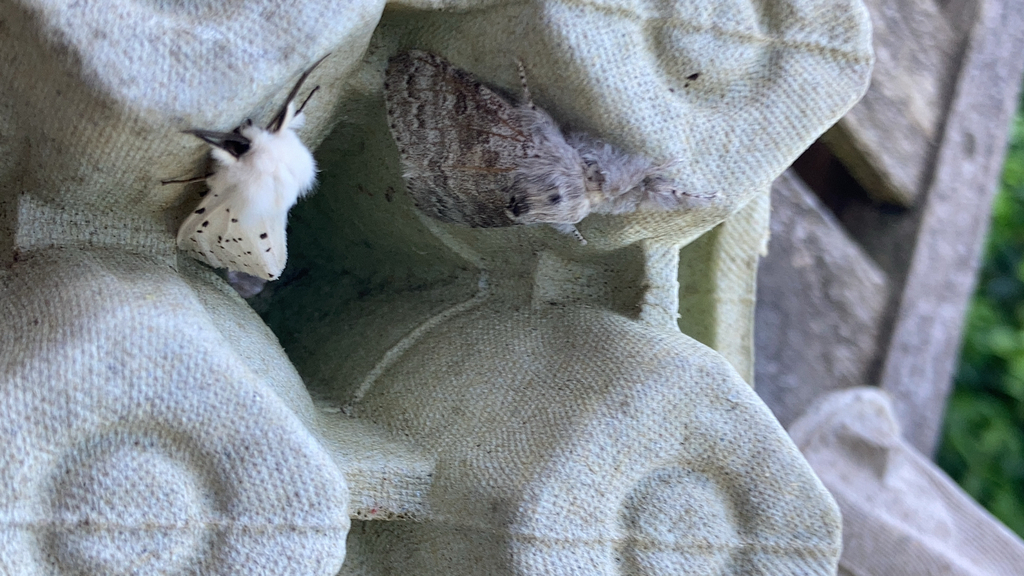 Pale Tussock Moth from Dartmouth on June 2, 2024 at 09:50 AM by Ed Parr ...