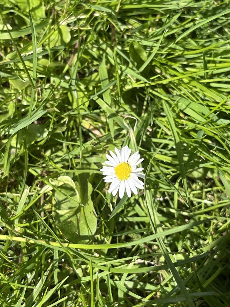 Lawn daisy from Hull Road Park, York, England, GB on June 2, 2024 at 11 ...