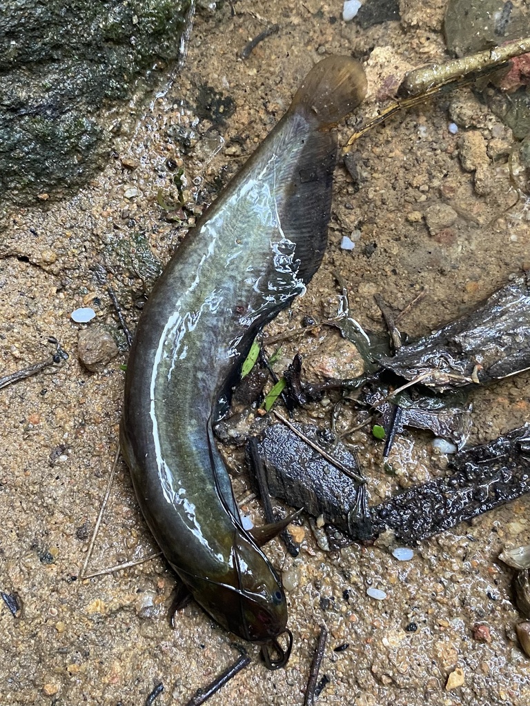 Asian stinging catfish from Cejlon, Western Province, LK on June 2 ...