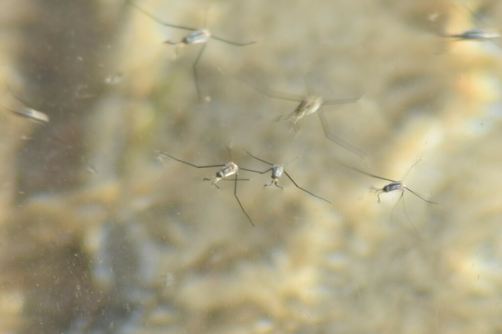 Sea Skaters from East Sumba Regency, East Nusa Tenggara, Indonesia on ...