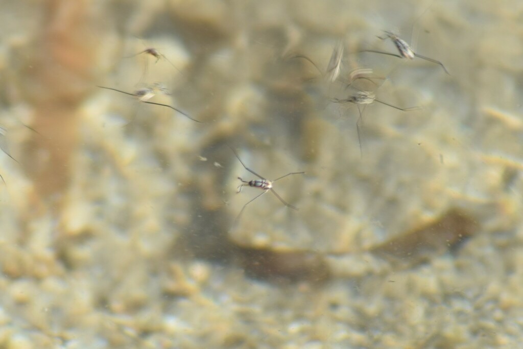 Sea Skaters from East Sumba Regency, East Nusa Tenggara, Indonesia on ...