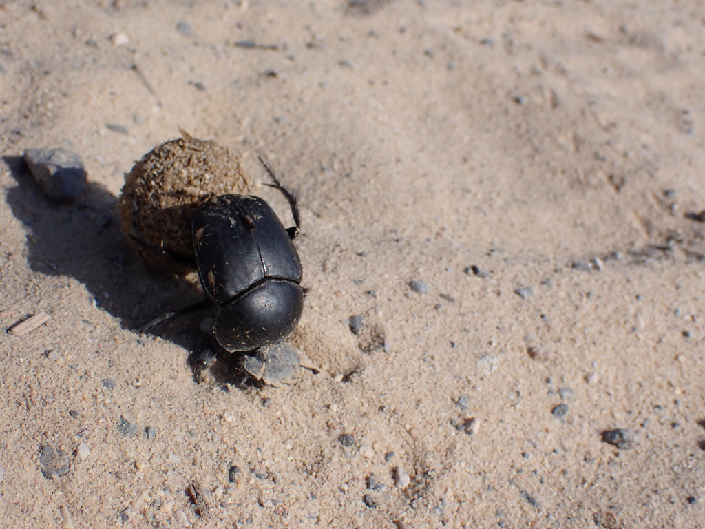 True Dung Beetles in June 2024 by King Chan · iNaturalist
