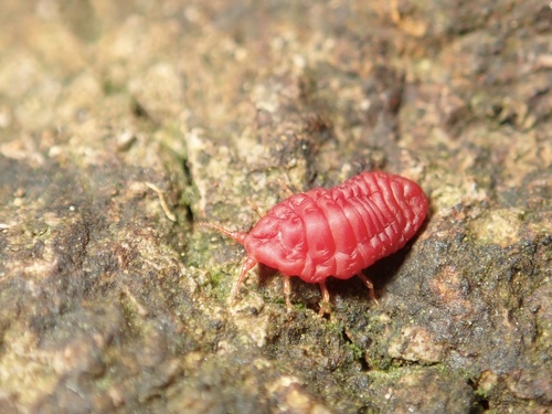 Giant Coccid (Kuwania quercus) · iNaturalist
