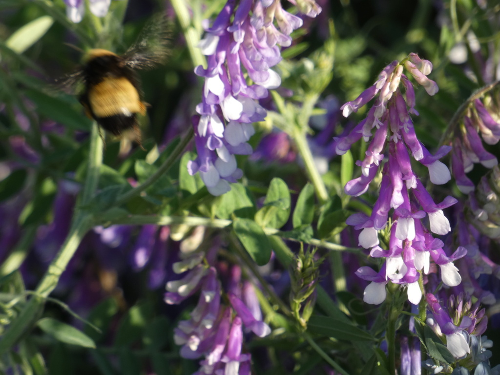 American Bumble Bee from Lincoln, NE, US on June 1, 2024 at 07:34 PM by ...
