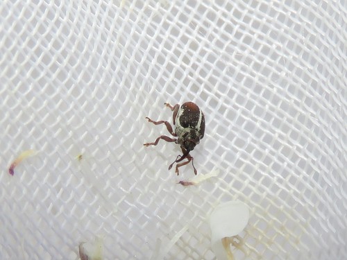 Ceutorhynchus sinicus · iNaturalist