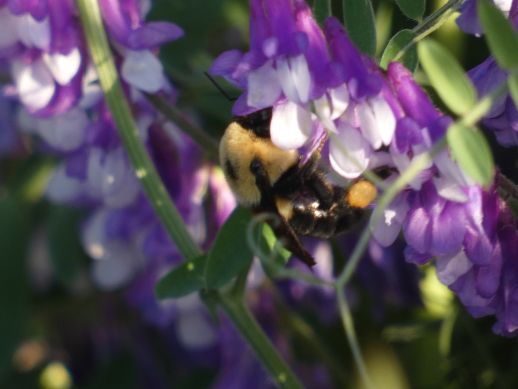 Brown-belted Bumble Bee from Lincoln, NE, US on June 1, 2024 at 07:41 ...