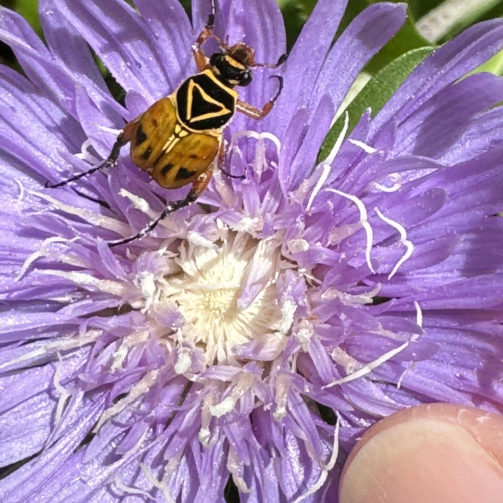 Delta Flower Scarab in June 2024 by Sharon Watson · iNaturalist