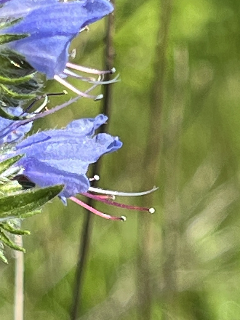 Viper's bugloss from Carleton-Willard Village, Bedford, MA, US on May ...