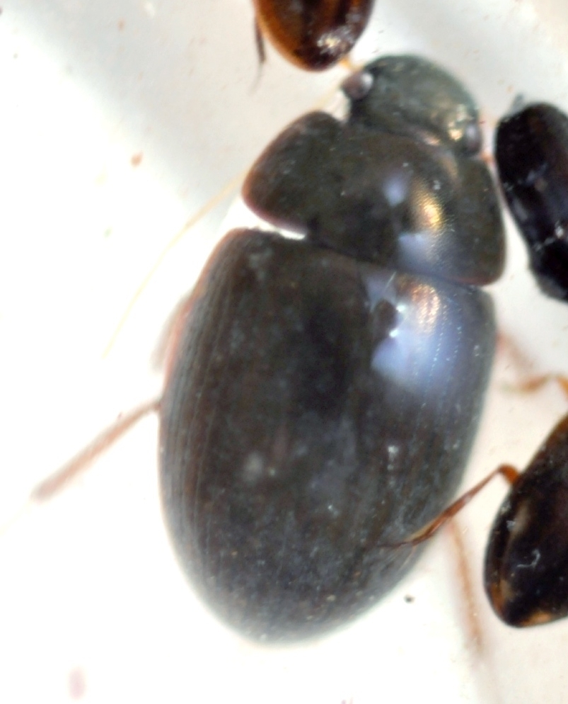 Hydrobius from Montmacq, France on March 27, 2011 by jesorg · iNaturalist