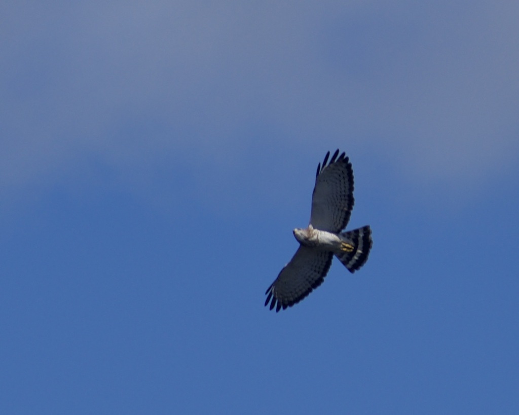 Broad-winged Hawk from St Louis County, MN, USA on May 25, 2024 at 03: ...