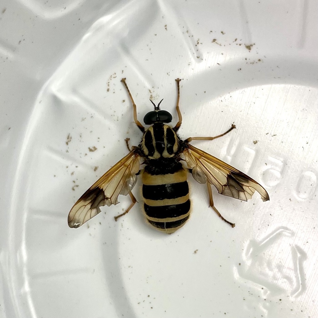 Anacanthaspis bifasciata from 답풍리, 강원도, KR on June 02, 2024 at 11:00 AM by Wonwoong Kim ...