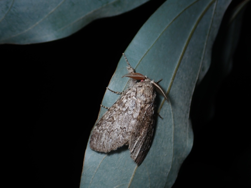 Calliteara taiwana in July 2022 by 栗鼠 · iNaturalist