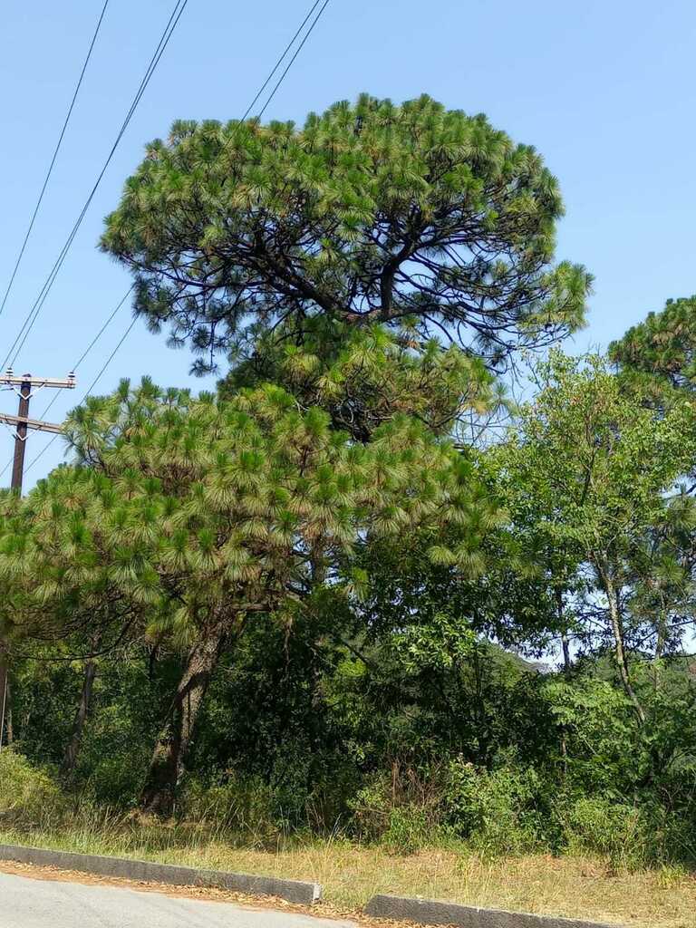 pino azteca desde Parque Ecológico Chipinque A.B.P., Carretera a ...
