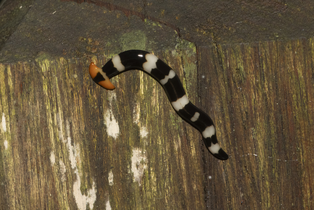 Diversibipalium rauchi from Bukit Panjang, Singapore on June 1, 2024 at ...