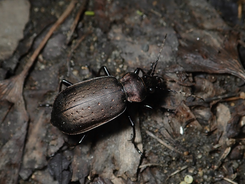Calosoma chinense from 新富, 肝付町, 鹿児島県, JP on July 24, 2022 at 01:10 AM ...