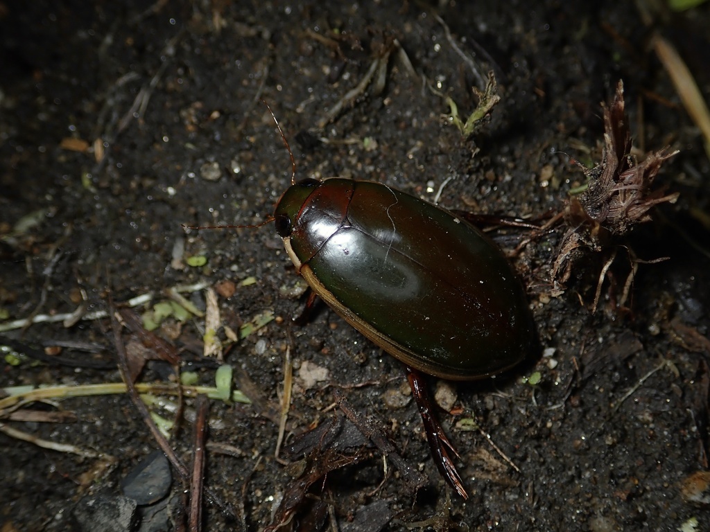 Cybister tripunctatus lateralis from 新富, 肝付町, 鹿児島県, JP on July 24, 2022 ...