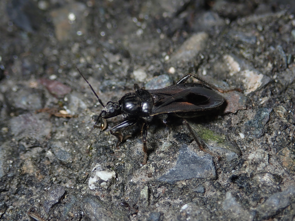 Peirates turpis from 前田, 肝付町, 鹿児島県, JP on July 23, 2022 at 11:47 PM by ...